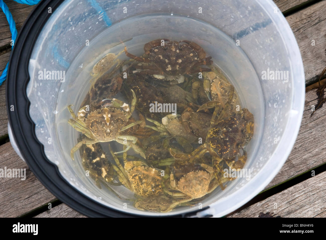 Crabbing Bucket High Resolution Stock Photography and Images - Alamy