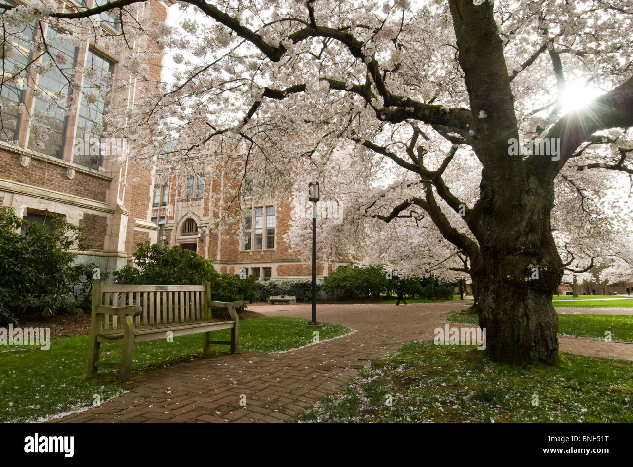 The University of Washington's Quad and its blooming Yoshino cherry ...