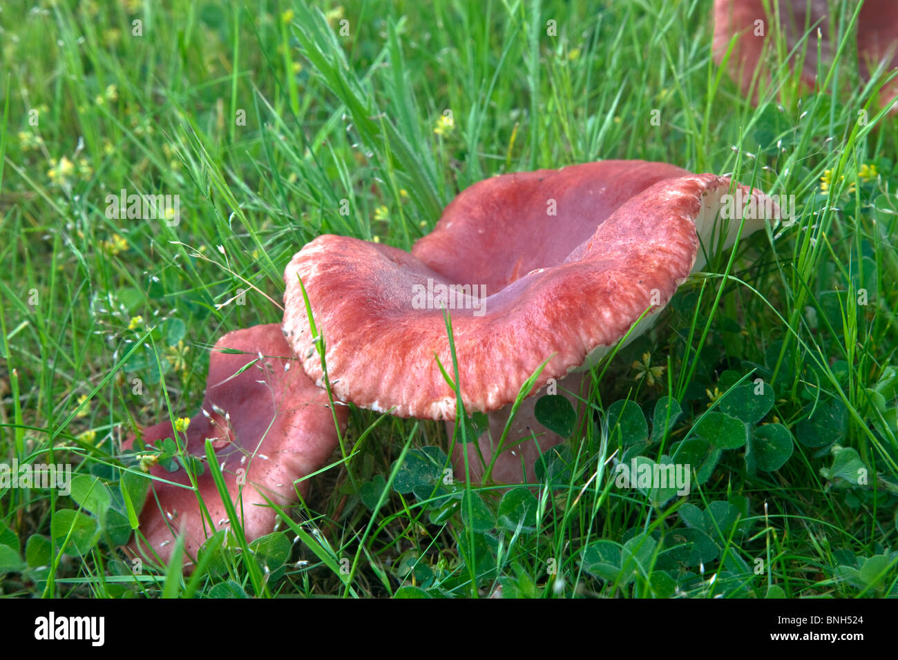 Toadstool Stock Photos & Toadstool Stock Images - Alamy