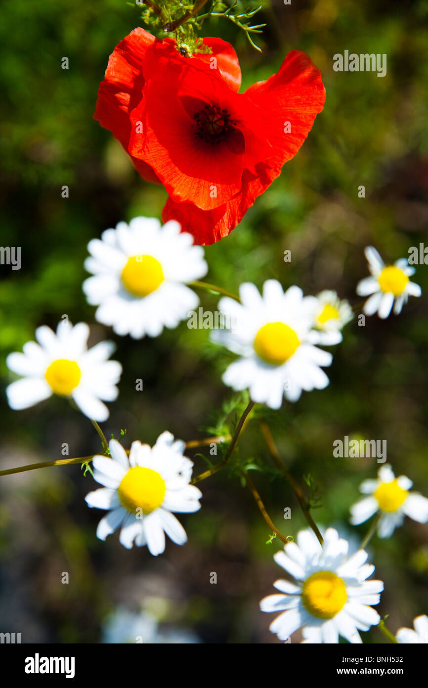 British red poppies in field Stock Photo - Alamy