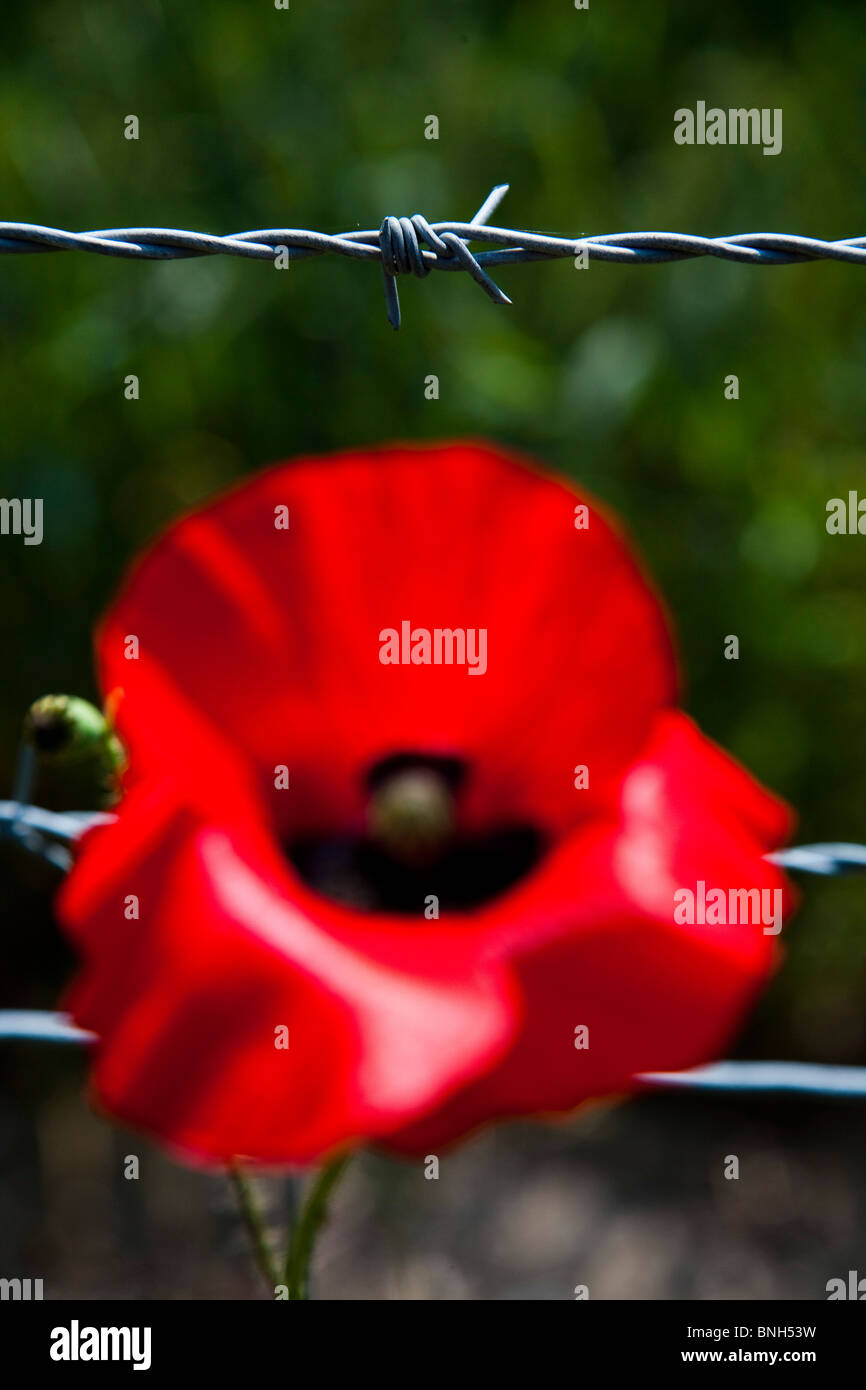 British red poppies in field Stock Photo - Alamy