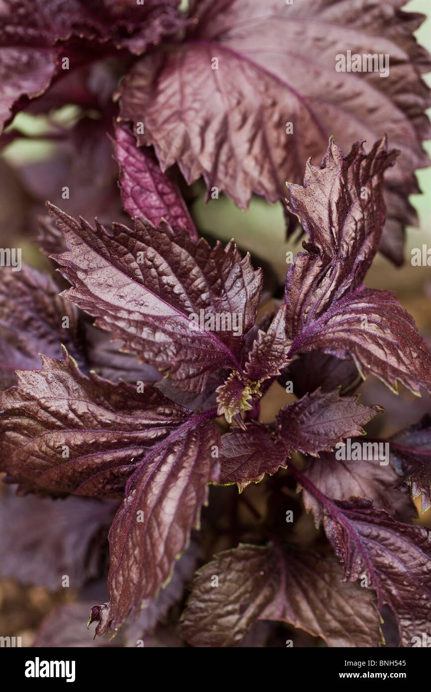 Red Shiso growing in the garden Stock Photo - Alamy