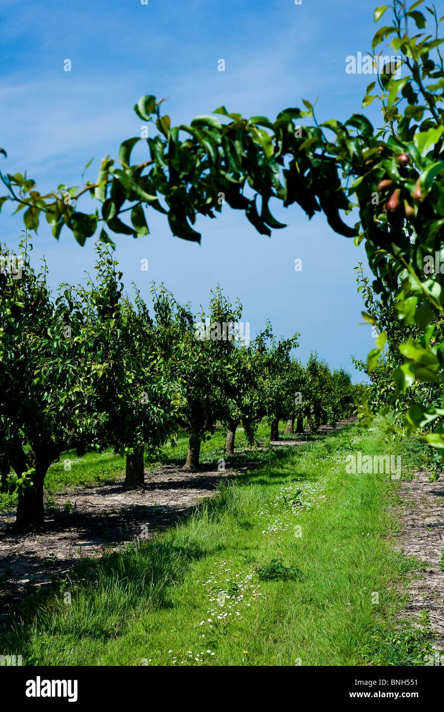 English fruit orchard in Kent in summertime Stock Photo - Alamy