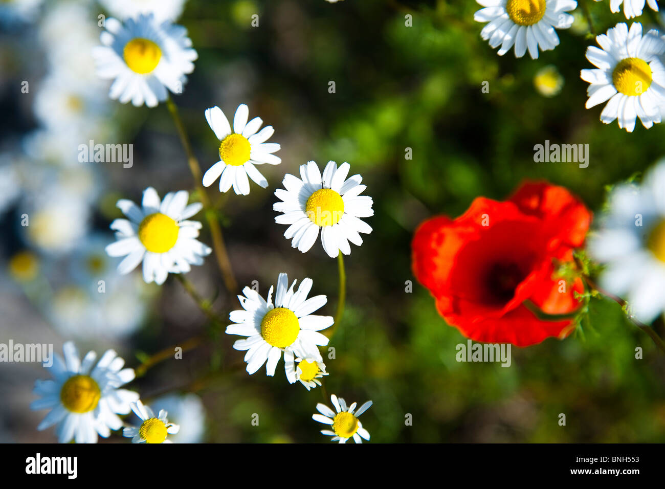 British red poppies in field Stock Photo - Alamy