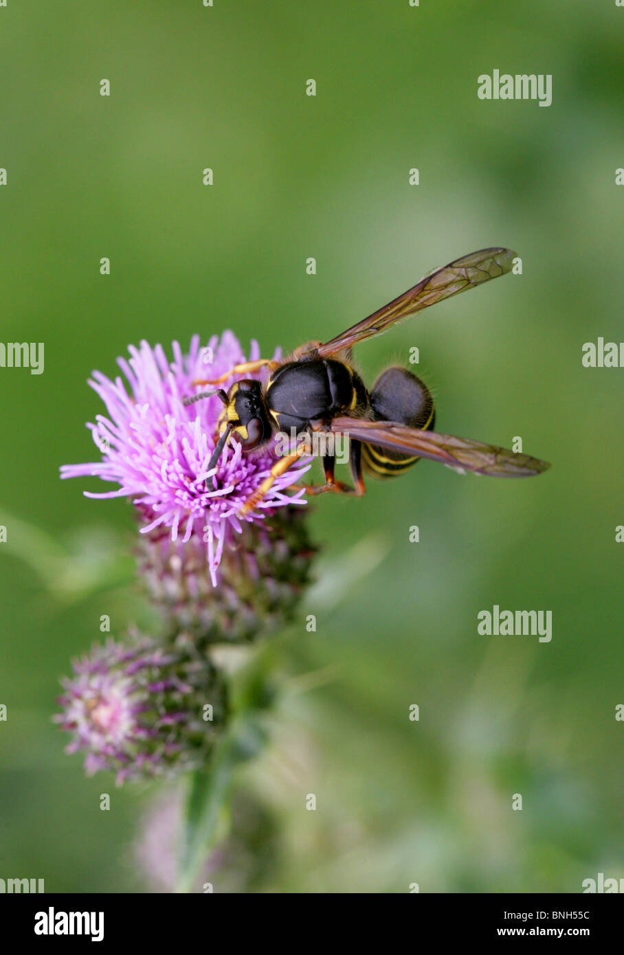 Median Wasp, Dolichovespula media, Vespinae, Vespidae, Apocrita ...