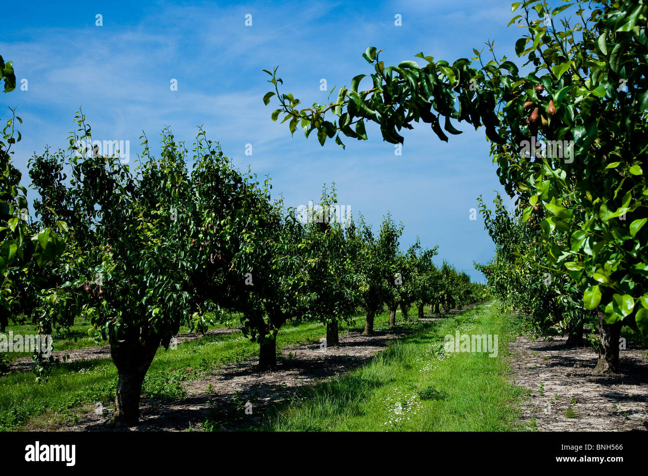 English fruit orchard in Kent in summertime Stock Photo - Alamy
