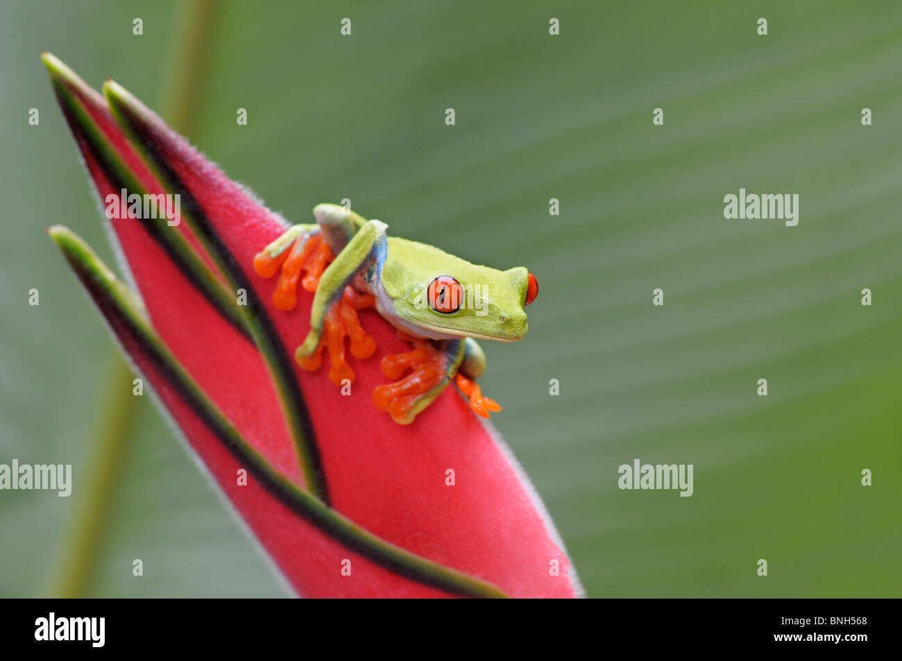 Red eyed tree frog hi-res stock photography and images - Alamy