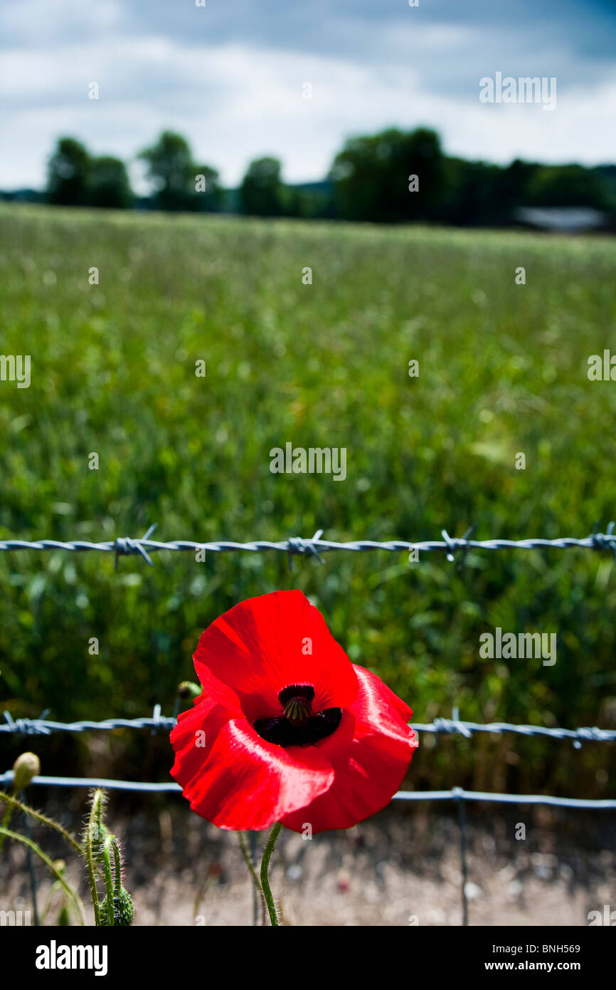 British red poppies in field Stock Photo - Alamy