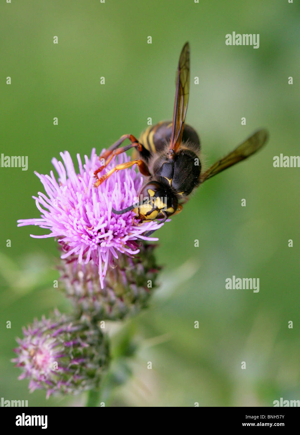 Median Wasp, Dolichovespula media, Vespinae, Vespidae, Apocrita ...