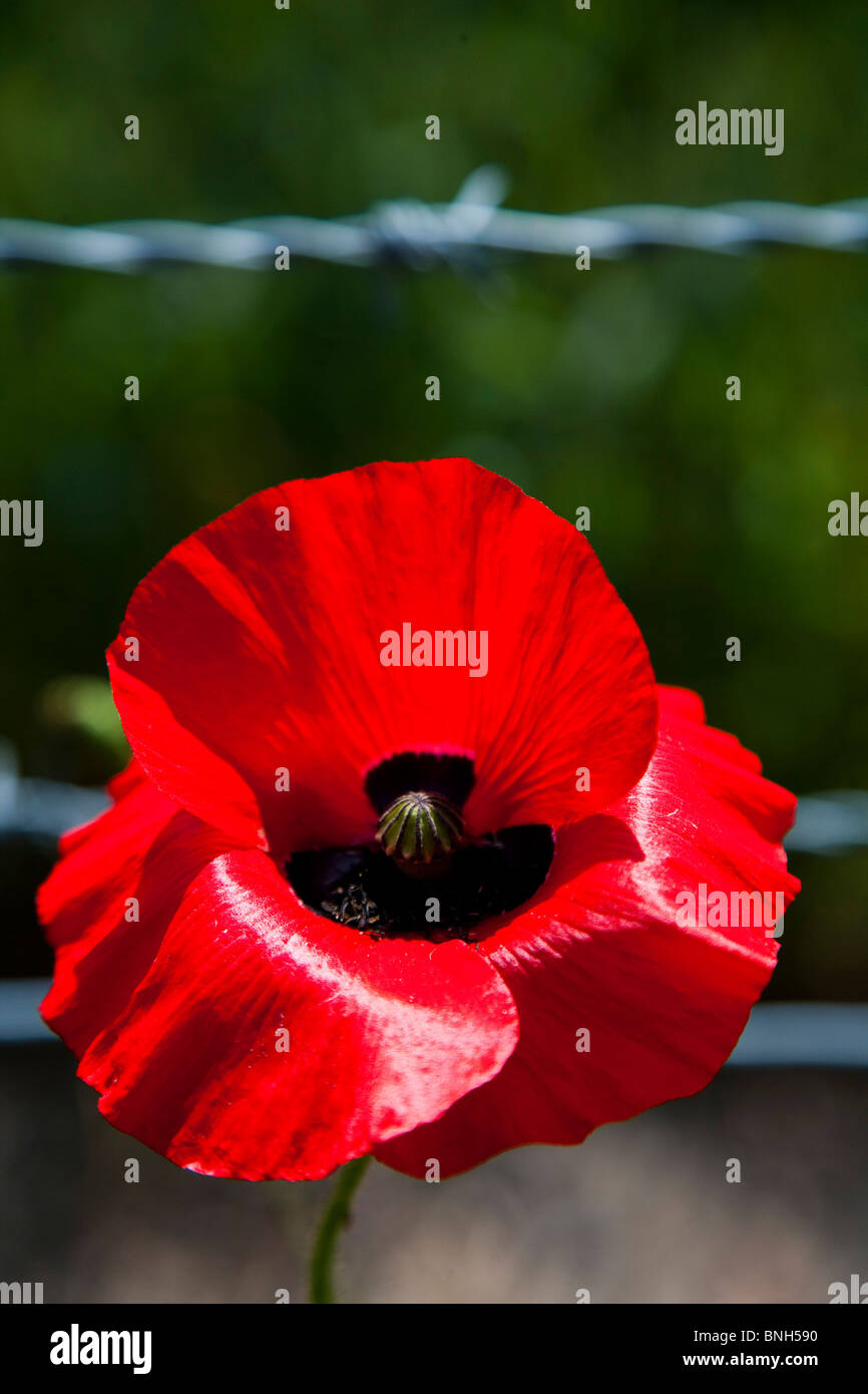 British red poppies in field Stock Photo - Alamy