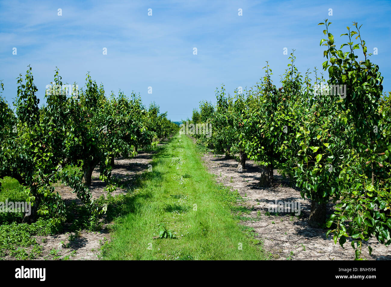 Fruit farming kent hi-res stock photography and images - Alamy