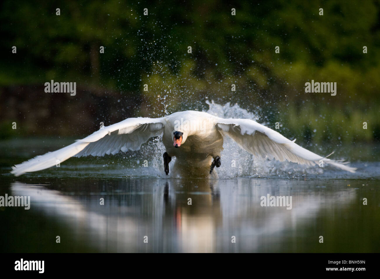 Swan taking off from water hi-res stock photography and images - Alamy