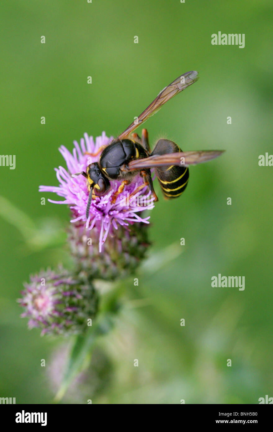 Median Wasp, Dolichovespula media, Vespinae, Vespidae, Apocrita ...