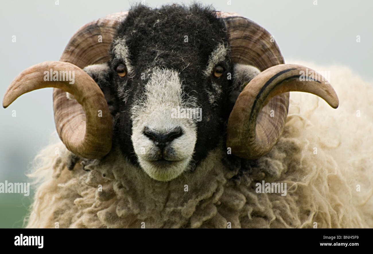 portrait of swaledale tup, ram, in a field in the Yorkshire Dales Stock ...