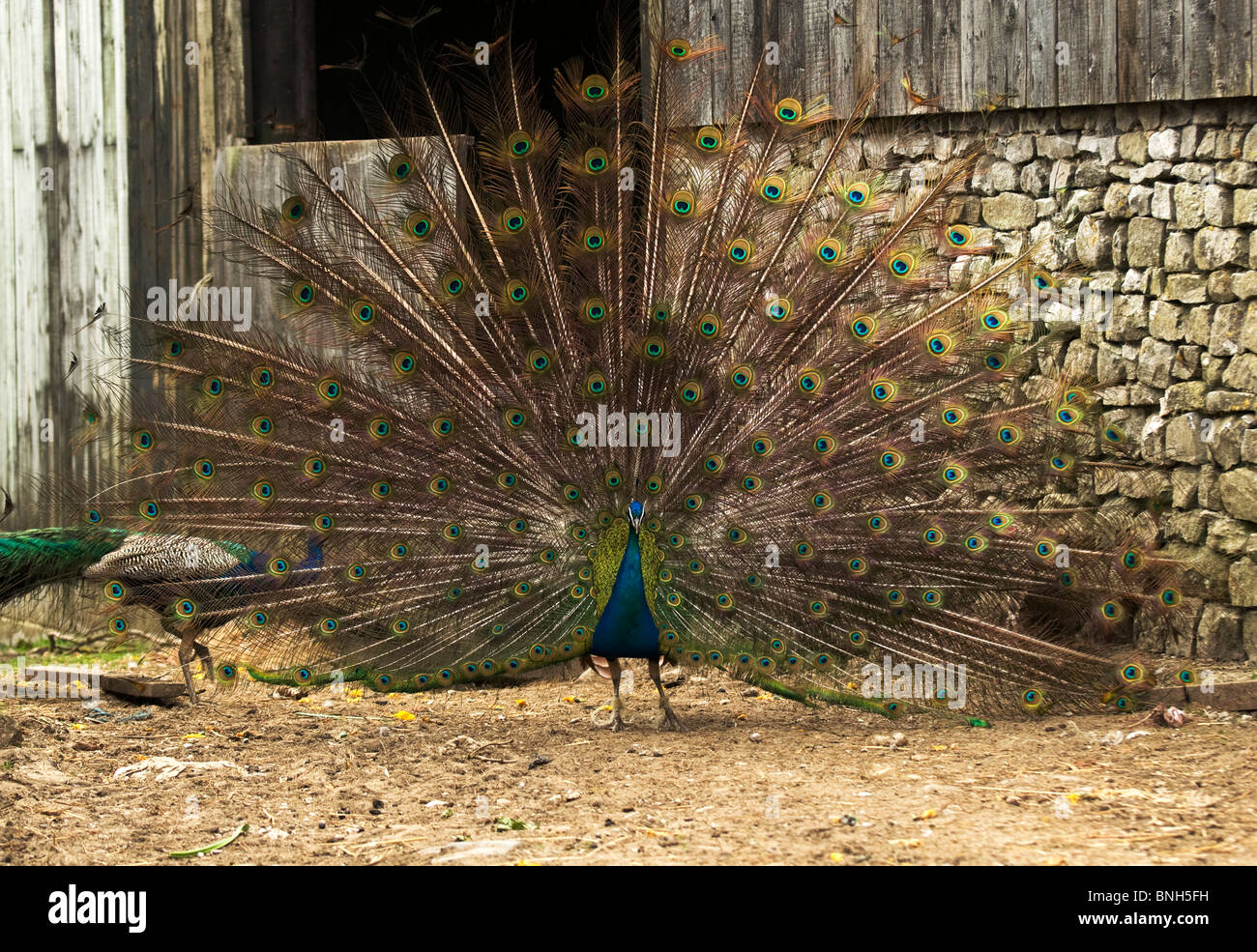 peacock strutting it's stuff in farmyard looking at camera. taken in ...