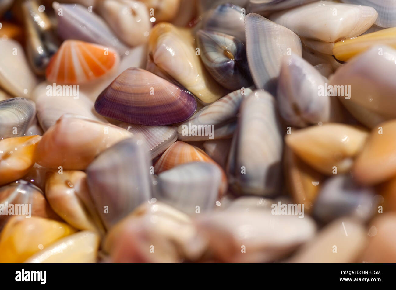 Colorful Donax, or Bean Clams Stock Photo - Alamy