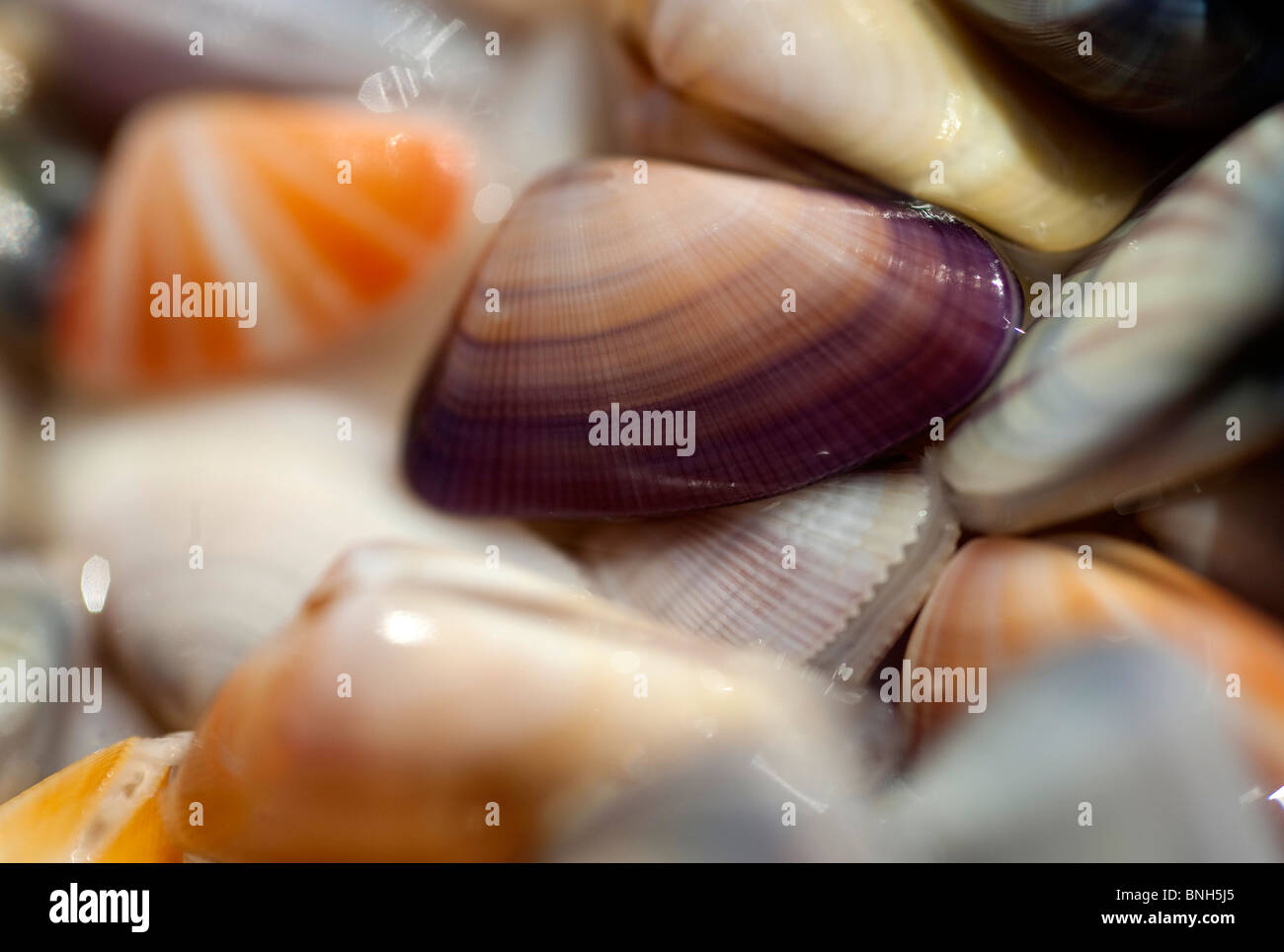 Colorful Donax, or Bean Clams Stock Photo - Alamy