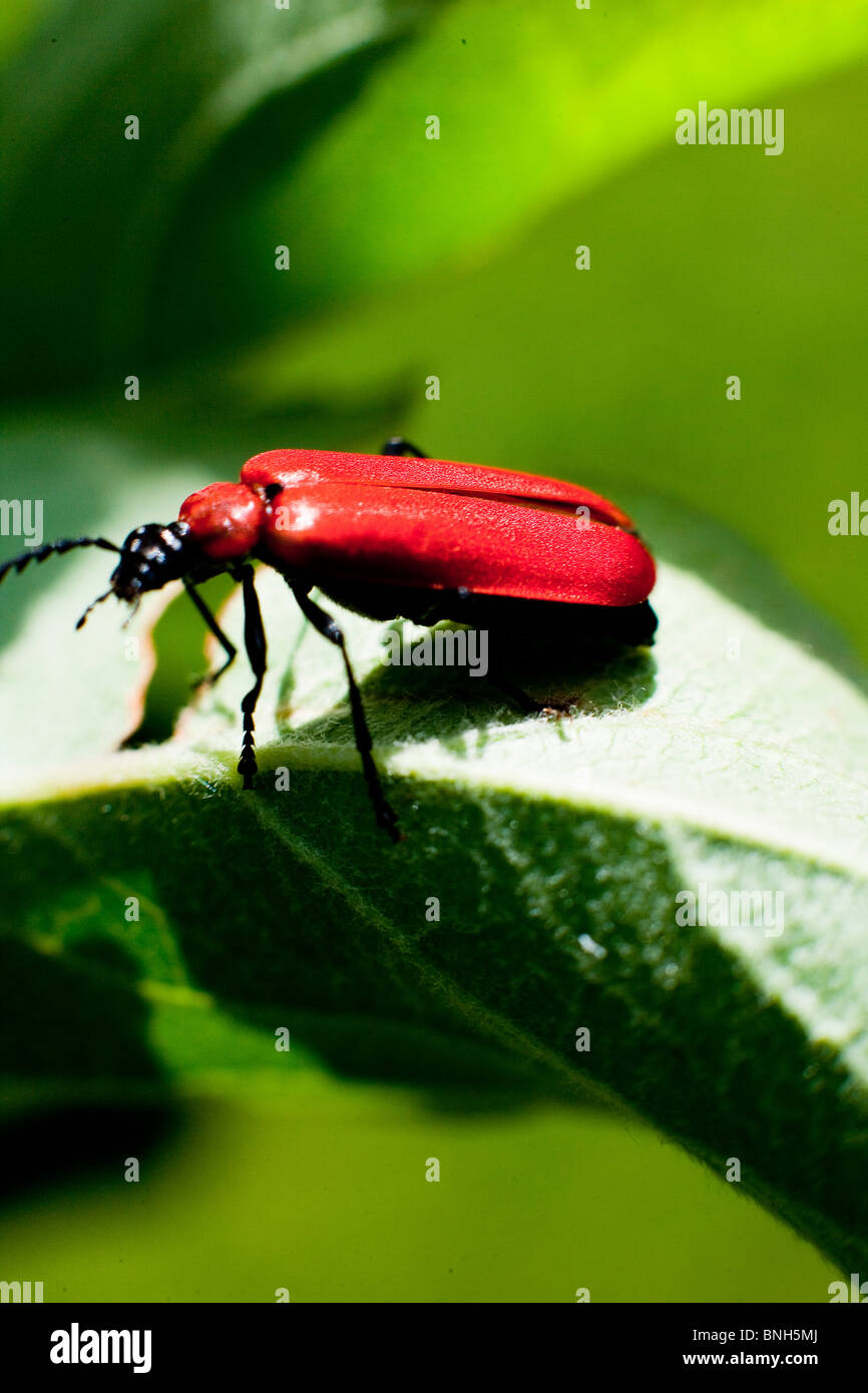 The red lily beetle, The Lily Devourer, red insect Stock Photo - Alamy