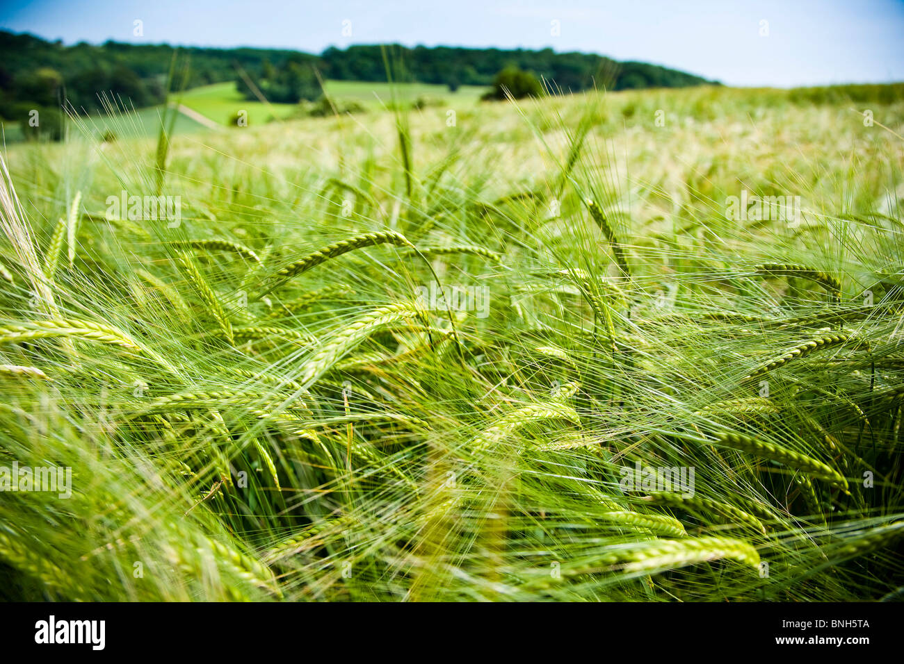 Grain kent walk hi-res stock photography and images - Alamy