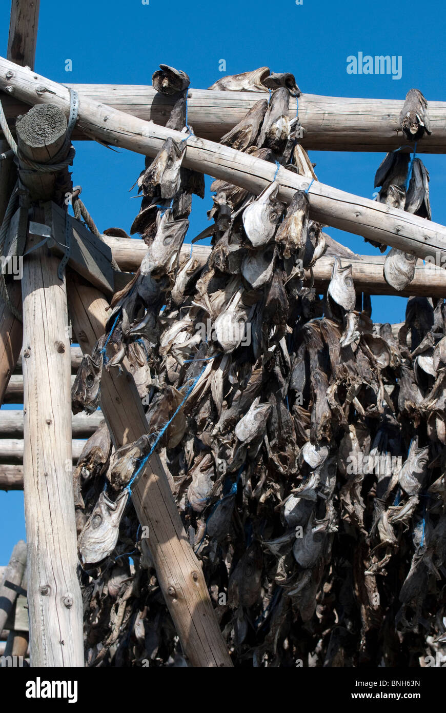 Dried cod heads which are traditionally dried outside by hanging them ...