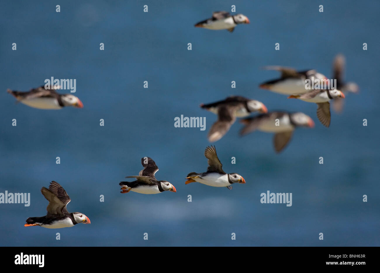 Birds puffin flying group hi-res stock photography and images - Alamy
