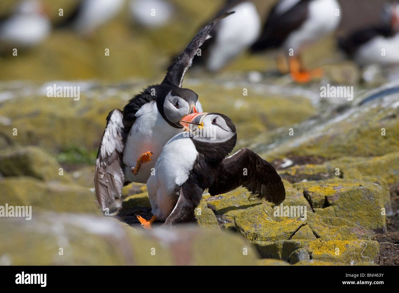 Fight behaviour hi-res stock photography and images - Alamy