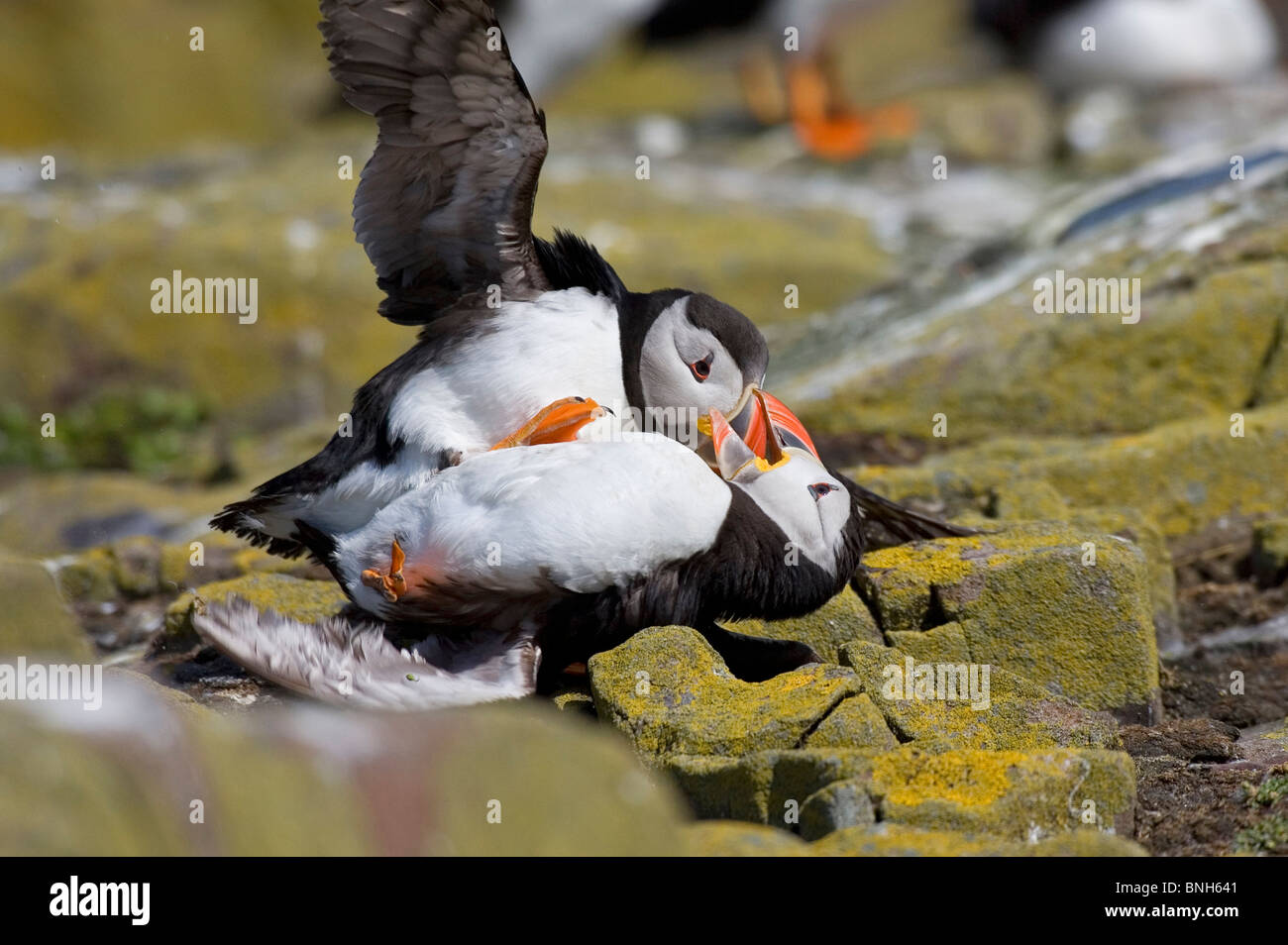 Puffins fighting Stock Photo - Alamy