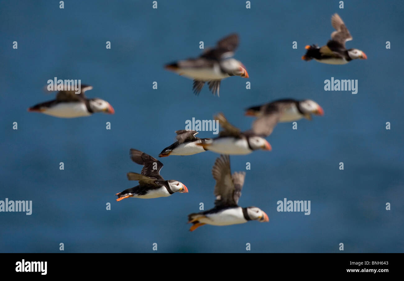Puffins in nature hi-res stock photography and images - Alamy