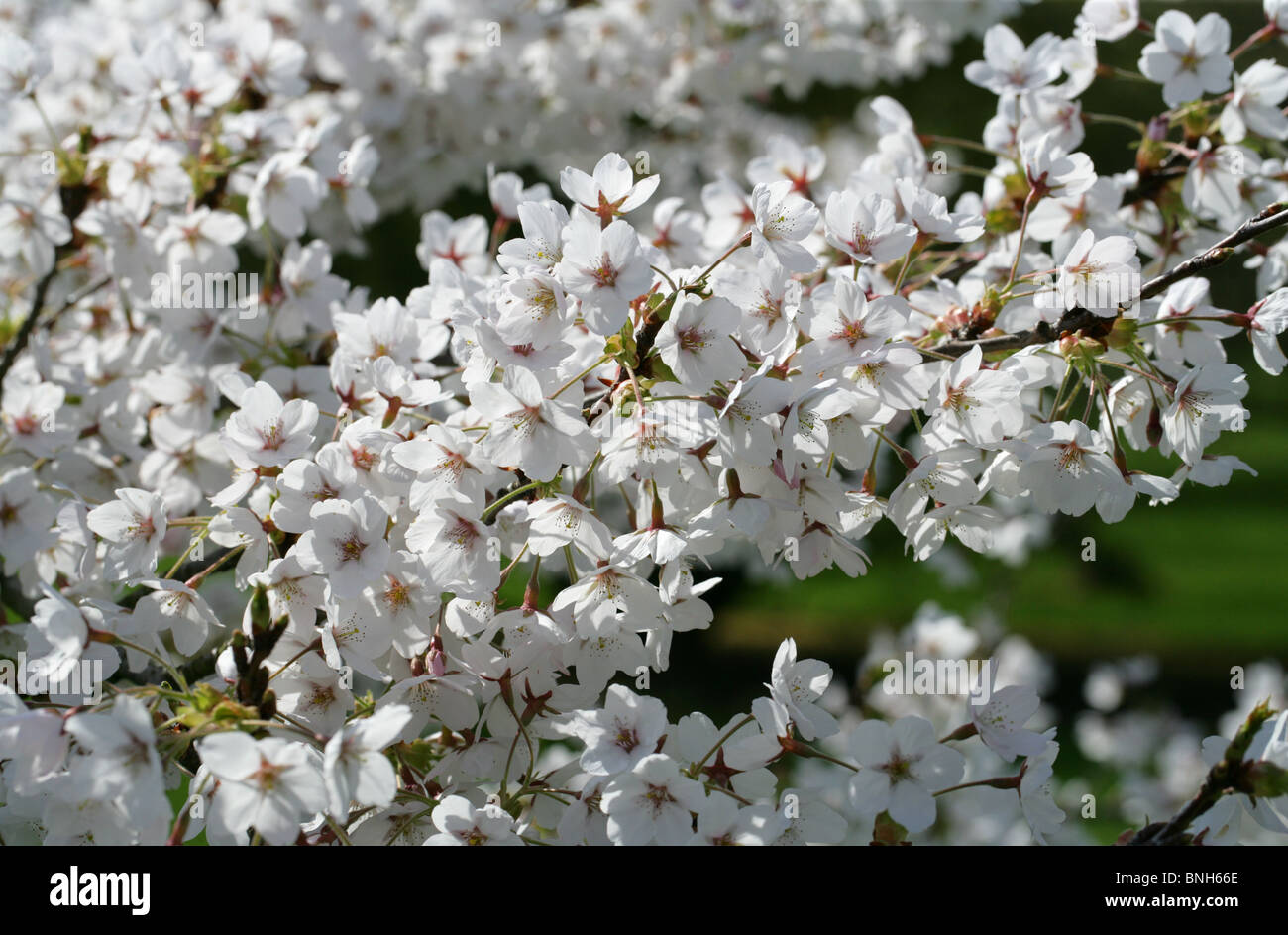 Yoshino Flowering Cherry, Prunus x yedoensis, Rosaceae, Japan Stock ...