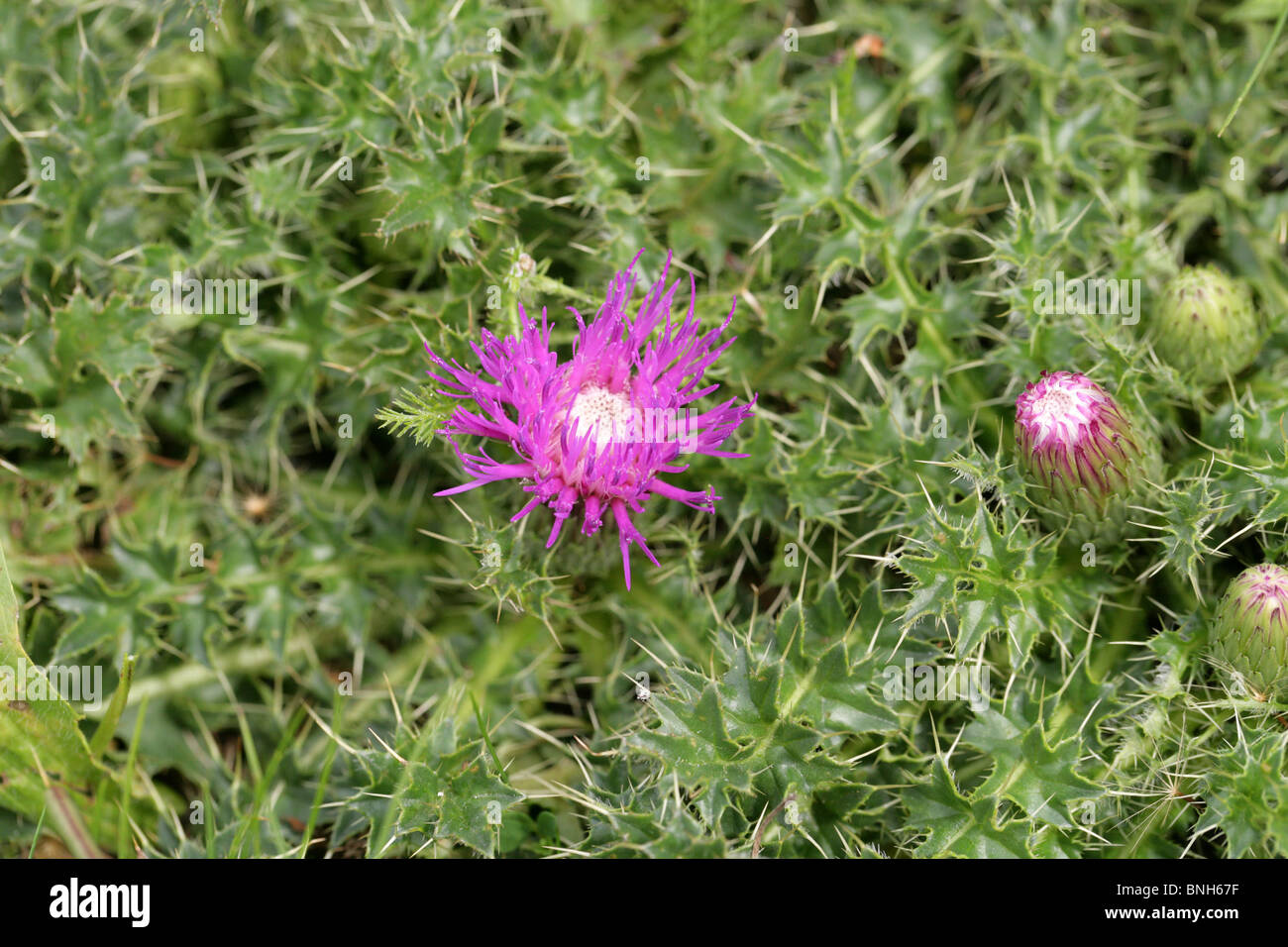Dwarf Thistle, Cirsium acaule, Asteraceae Stock Photo - Alamy
