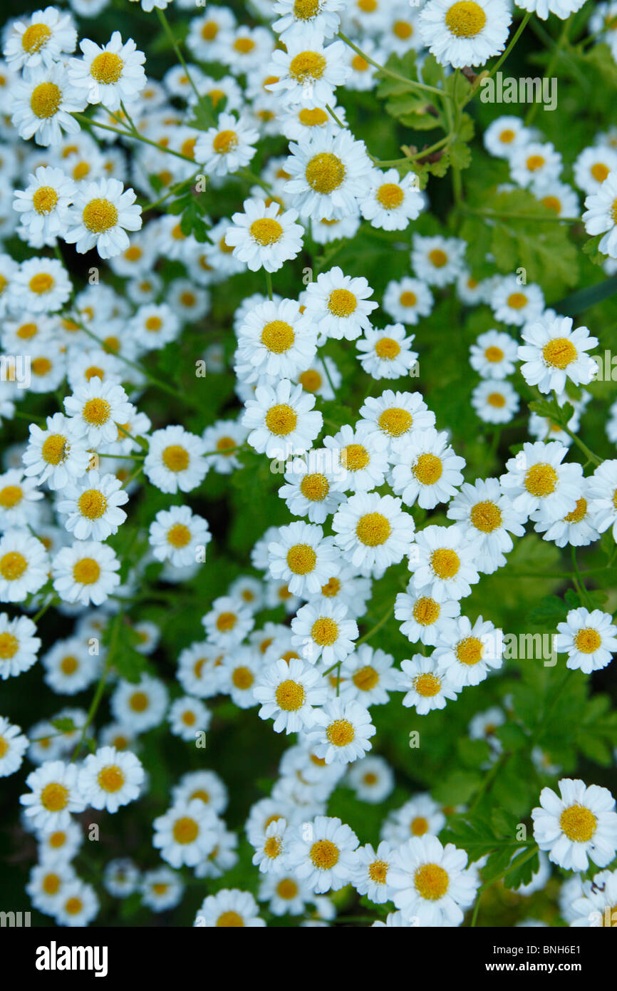 Ox-eye Daisies or Feverfew Stock Photo - Alamy
