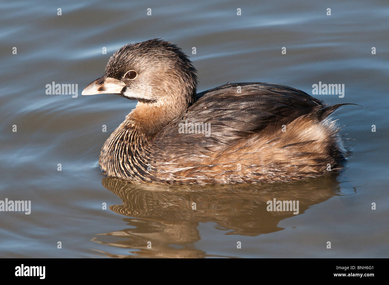 Texas, Port Aransas. Pied-billed grebe (Podilymbus podiceps) Leonabelle ...