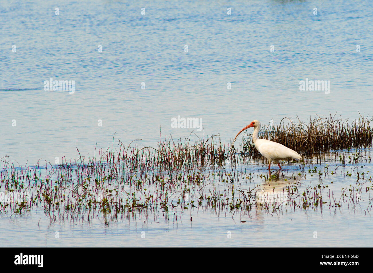 Texas, Port Aransas. White ibis (Eudocimus albus) at the Aransas ...
