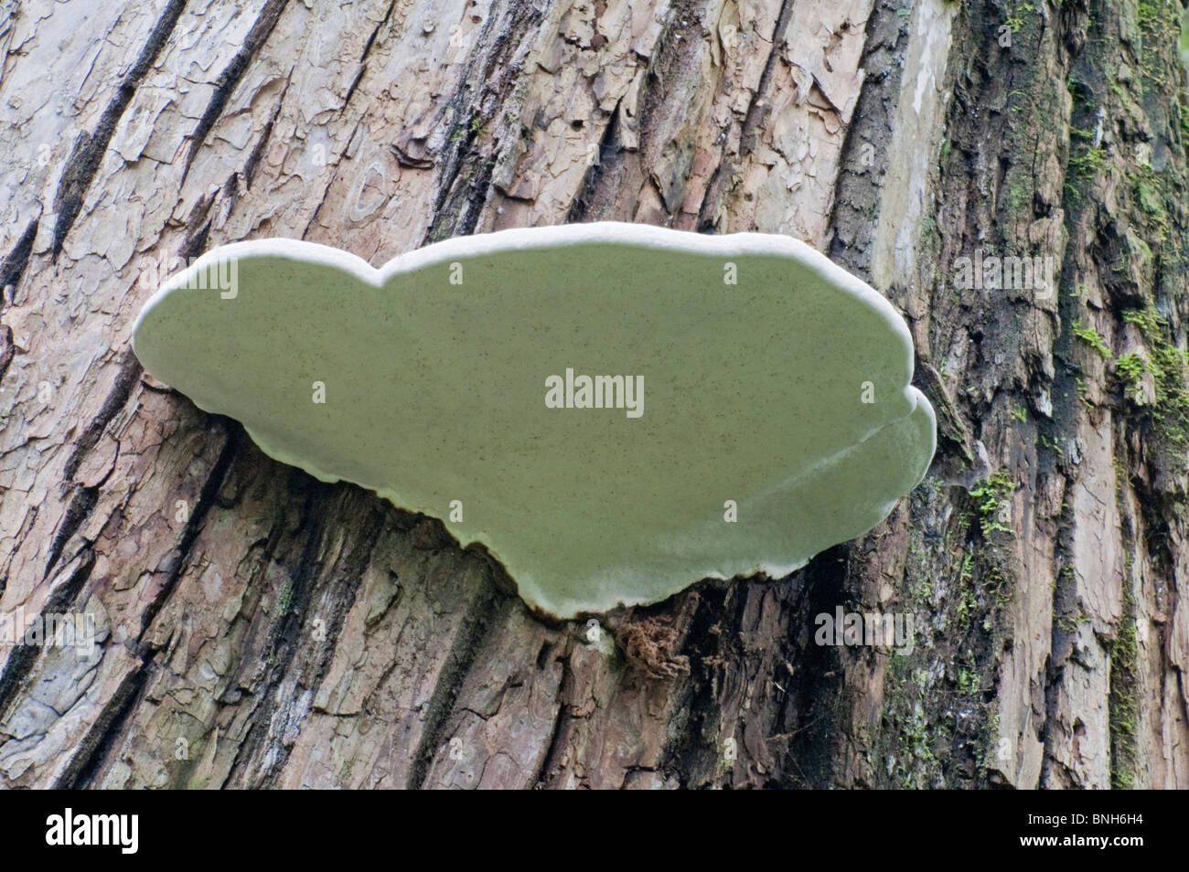 Artist's Conk fungus (Ganoderma applanatum Stock Photo - Alamy
