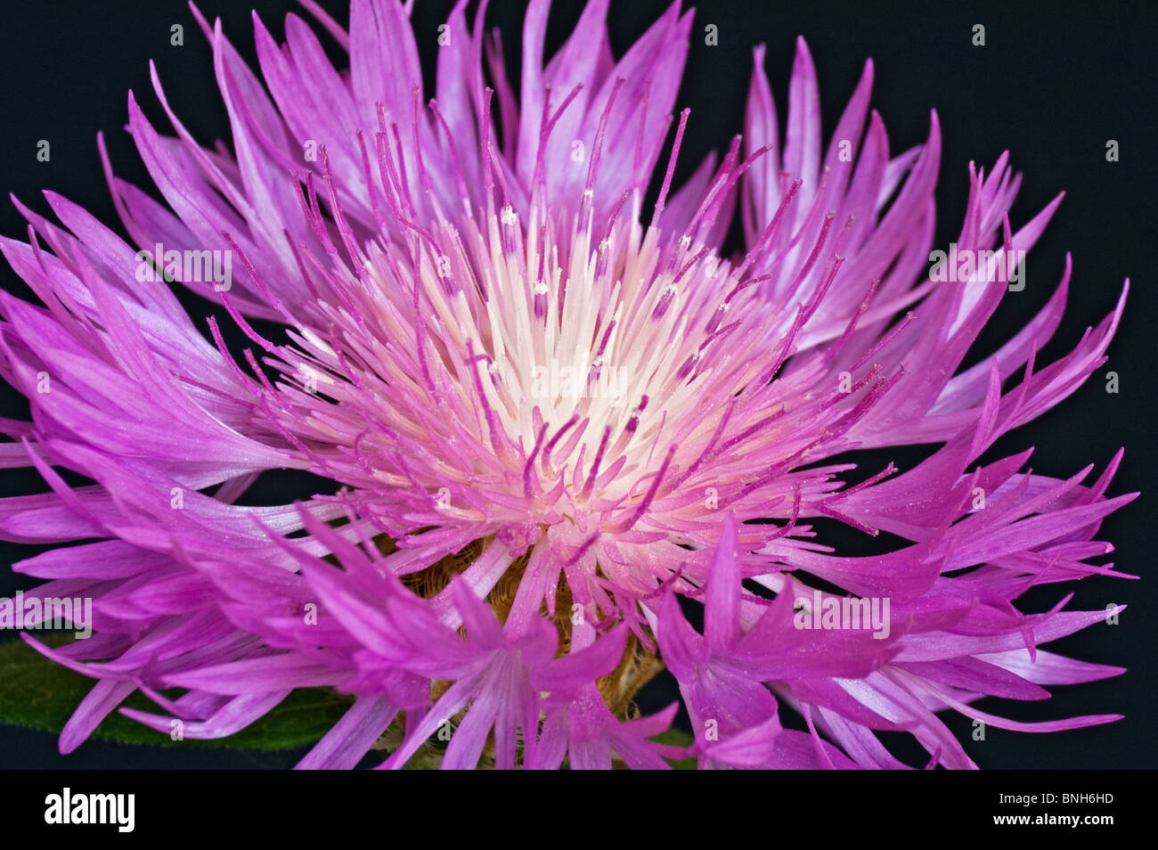 Whitewash cornflower (Centaurea dealbata Stock Photo - Alamy