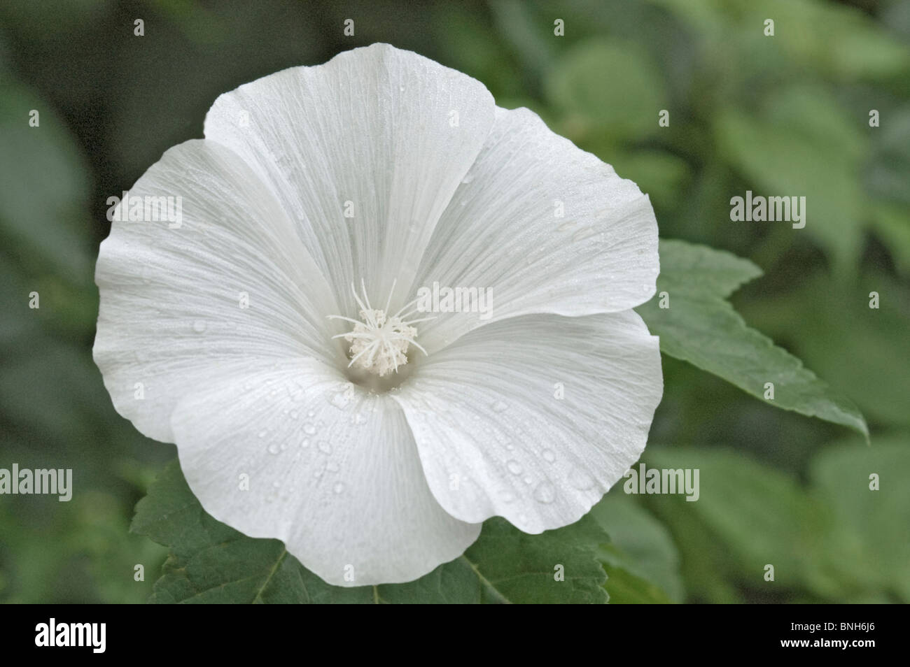 Annual mallow (Lavatera trimestris Stock Photo - Alamy