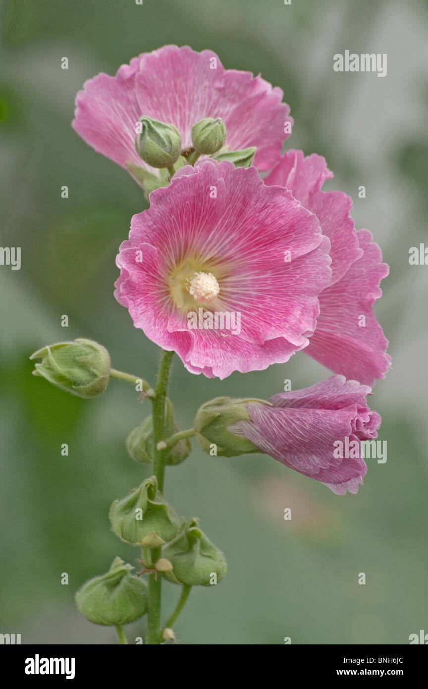 Hollyhock (Alcea rosea Stock Photo - Alamy