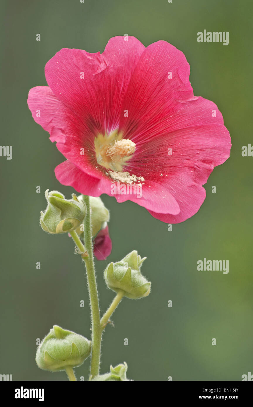 Hollyhock (Alcea rosea Stock Photo - Alamy