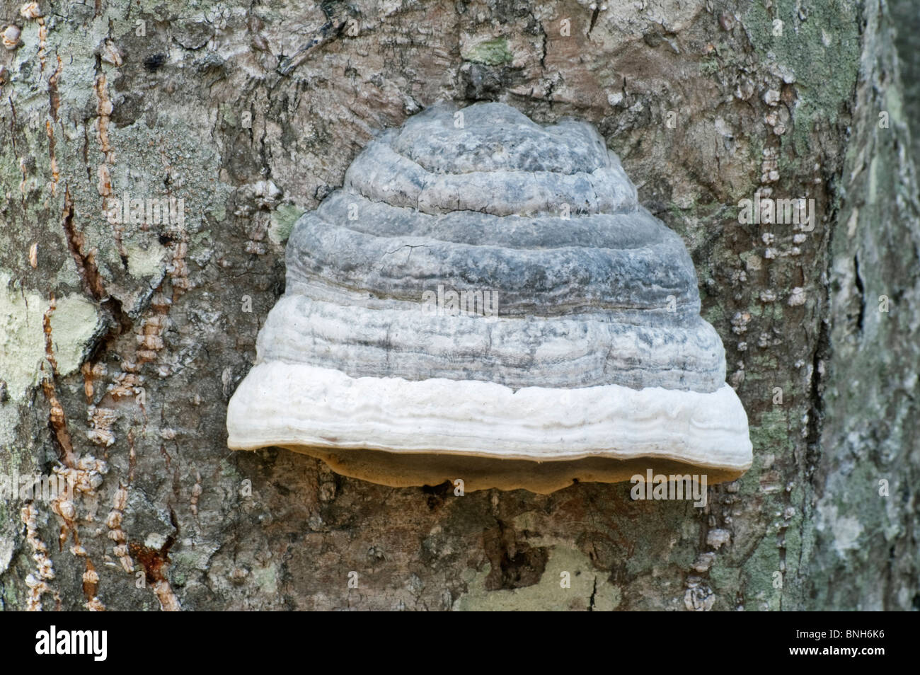 Hoof fungus (Fomes fomentarius Stock Photo - Alamy