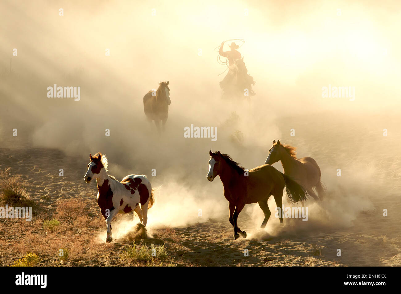 Cowboy riding into sunset hi-res stock photography and images - Alamy