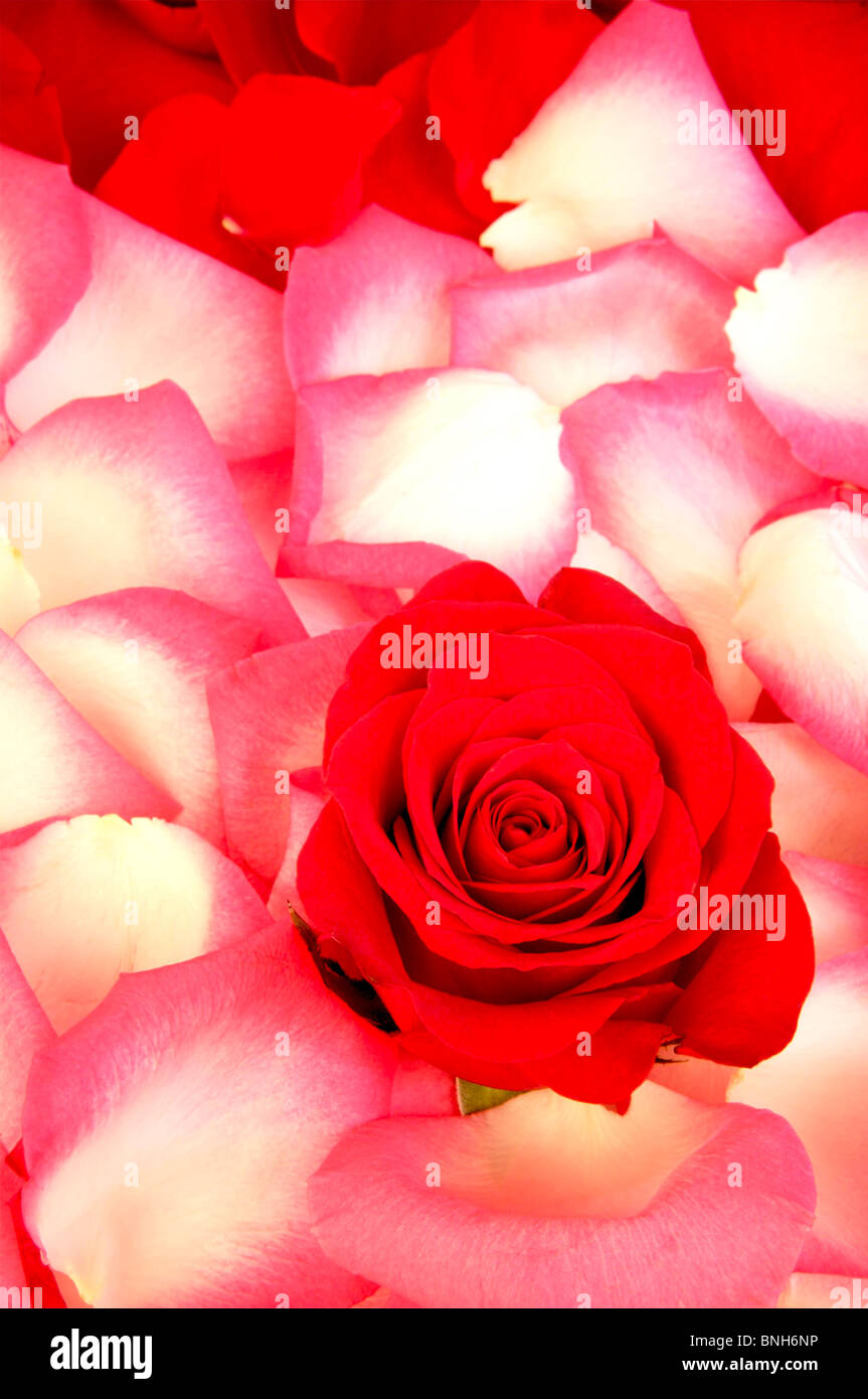 Pink and Red Rose Petals with a single Rose Background Stock Photo - Alamy