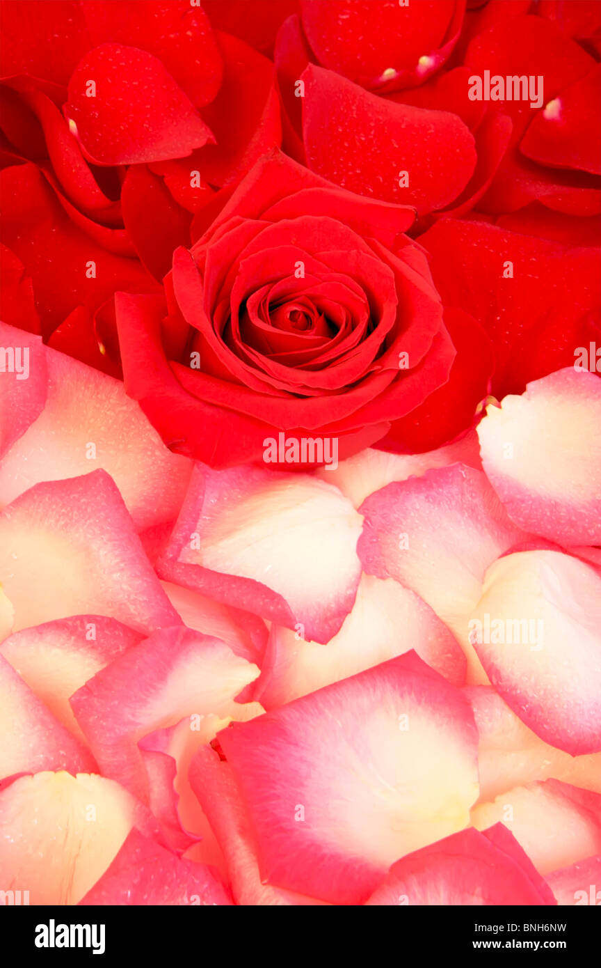 Pink and Red Rose Petals with a single Red Rose Background Stock Photo ...