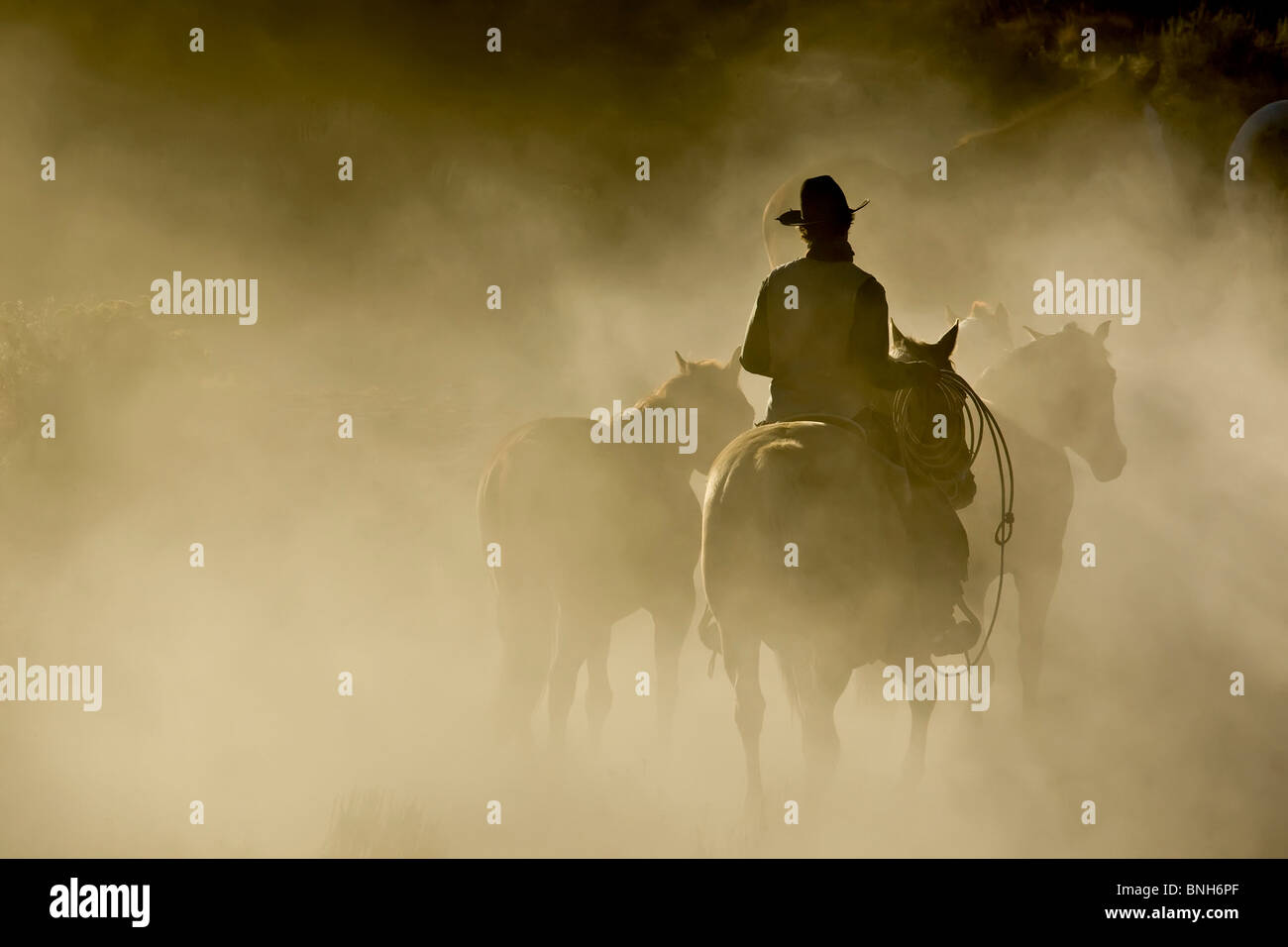 Single Cowboy with rope and horses in the dust Stock Photo - Alamy