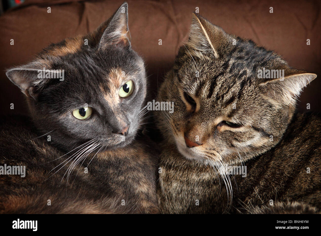 Two cats lying together, in symmetry with each other Stock Photo - Alamy