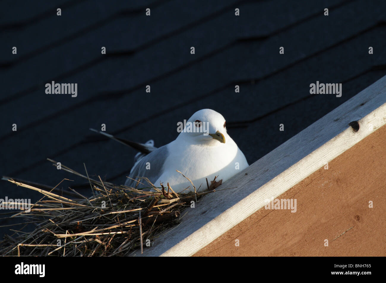 Larus canus, the Common gull or Mew gull, sitting on her nest on a ...