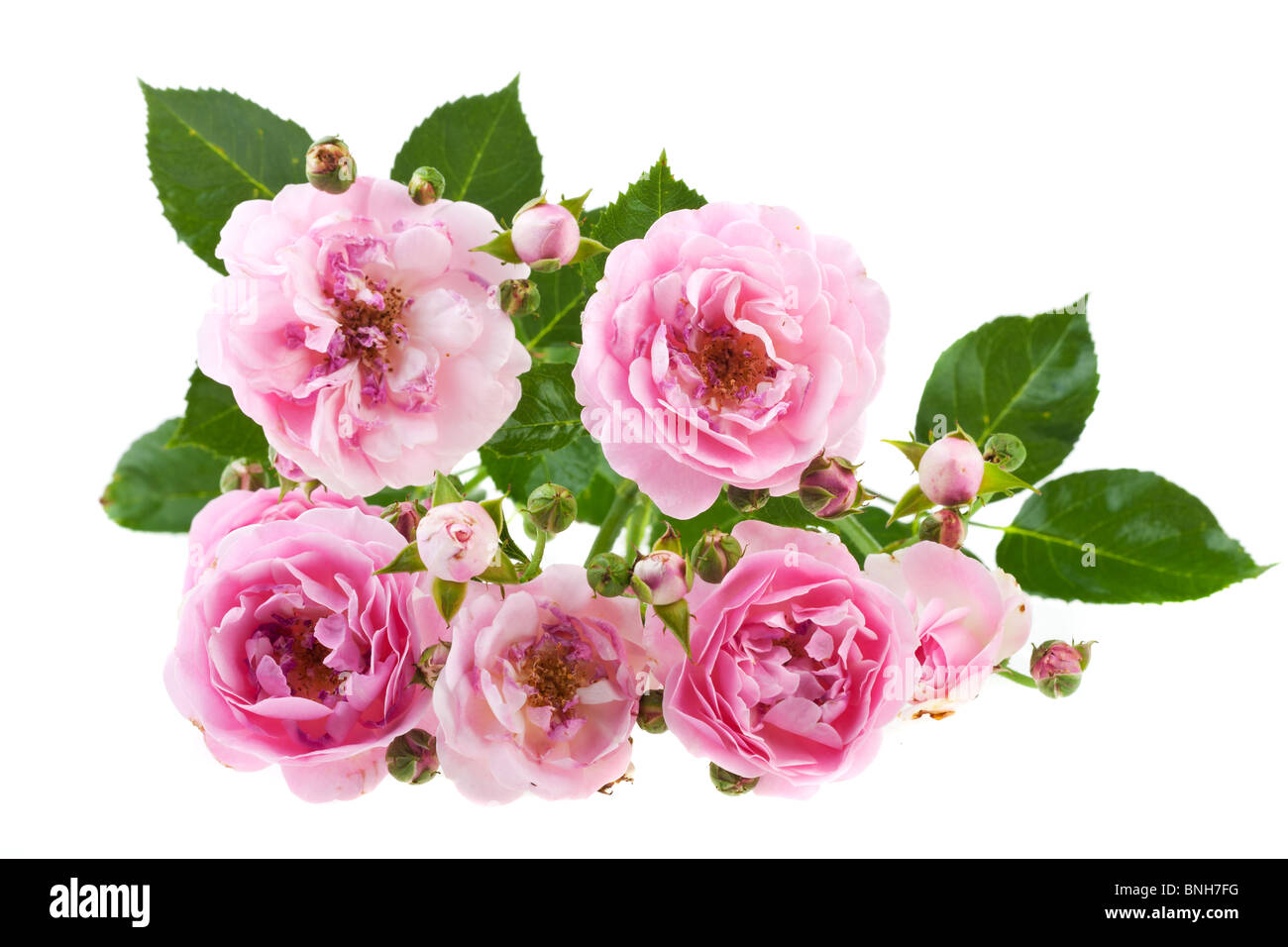 decaying roses isolated on white Stock Photo - Alamy