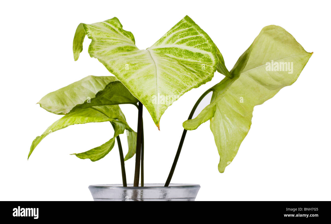 Close-up of a plant from Philodendron family Stock Photo - Alamy
