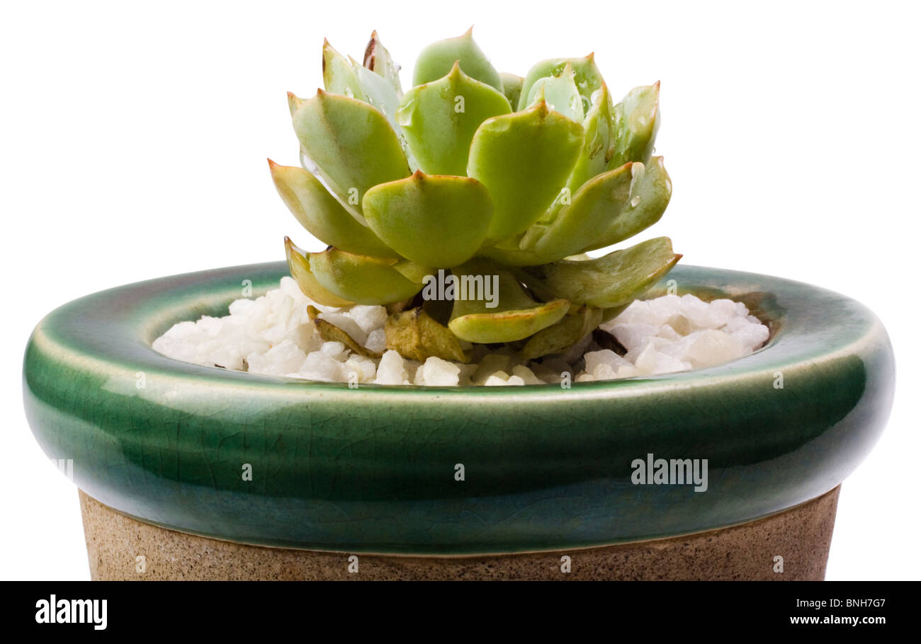Potted cactus hi-res stock photography and images - Alamy