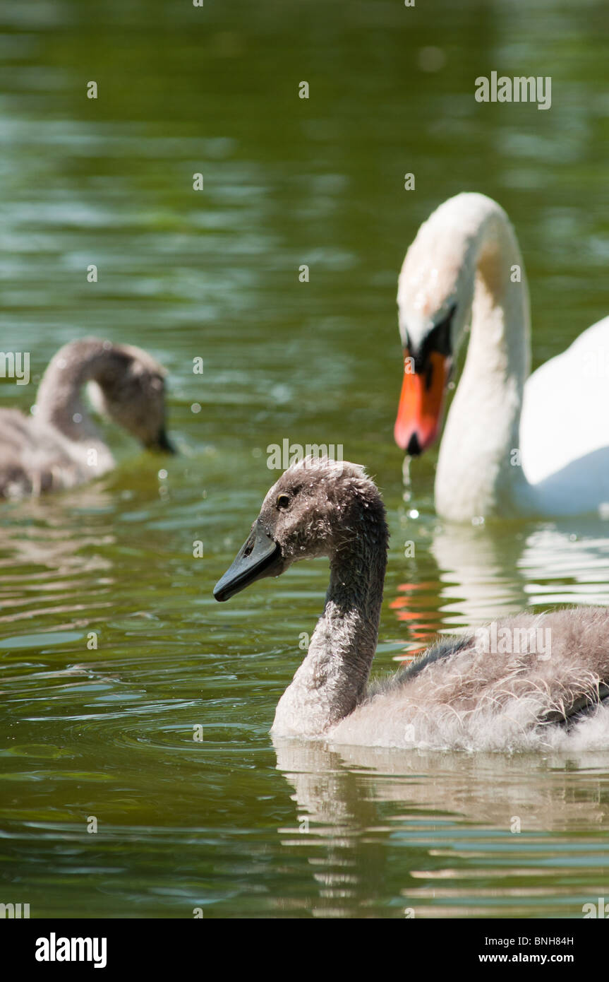 Baby swan in water hi-res stock photography and images - Alamy