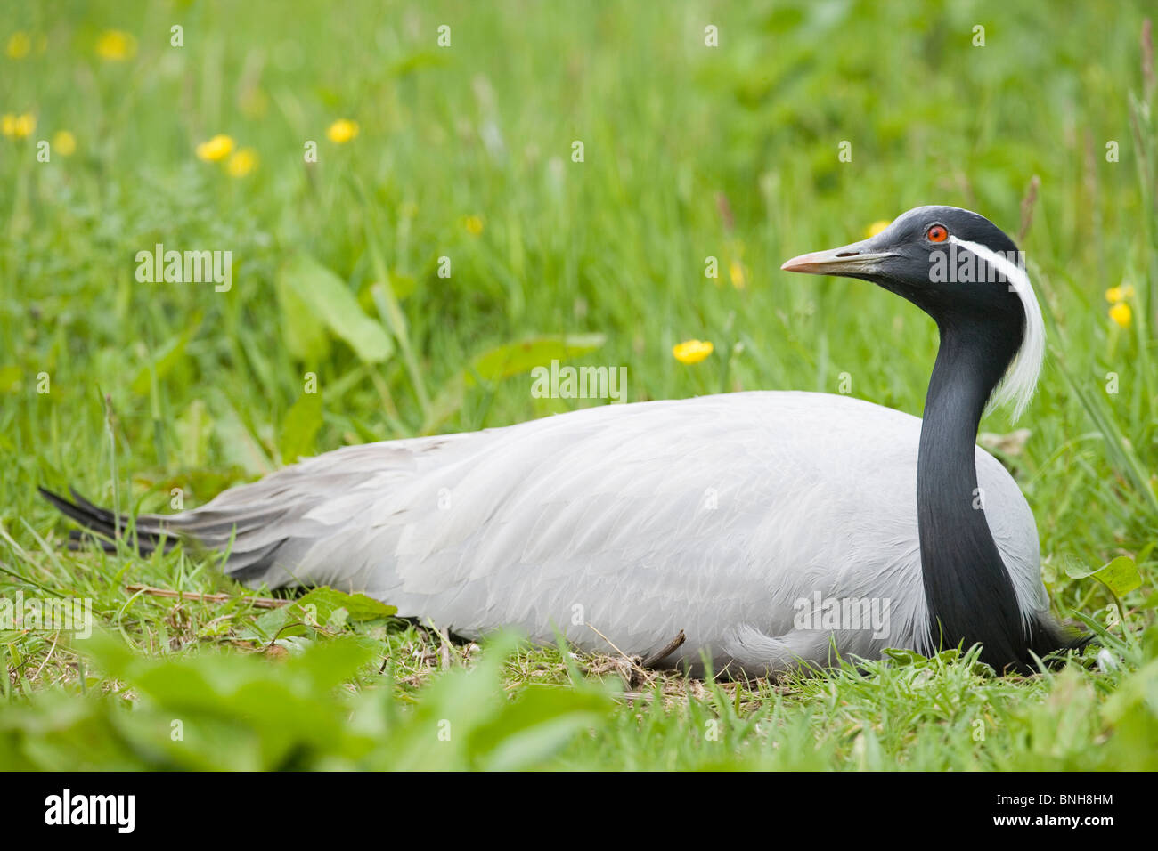 Demoiselle Crane (Anthropoides virgo). Female incubating clutch of two ...